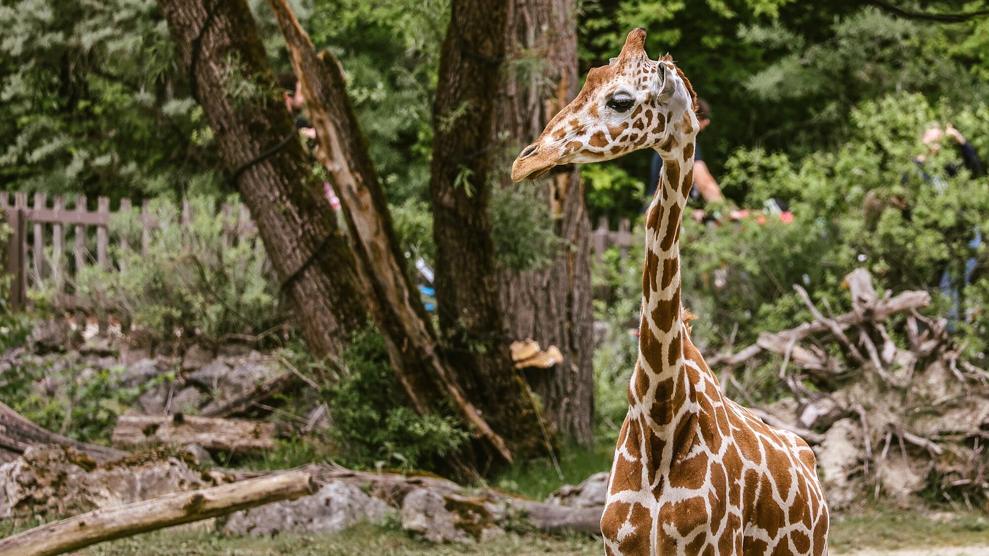 Giraffe Taziyah verstirbt in Hellabrunn - Tierpark Hellabrunn