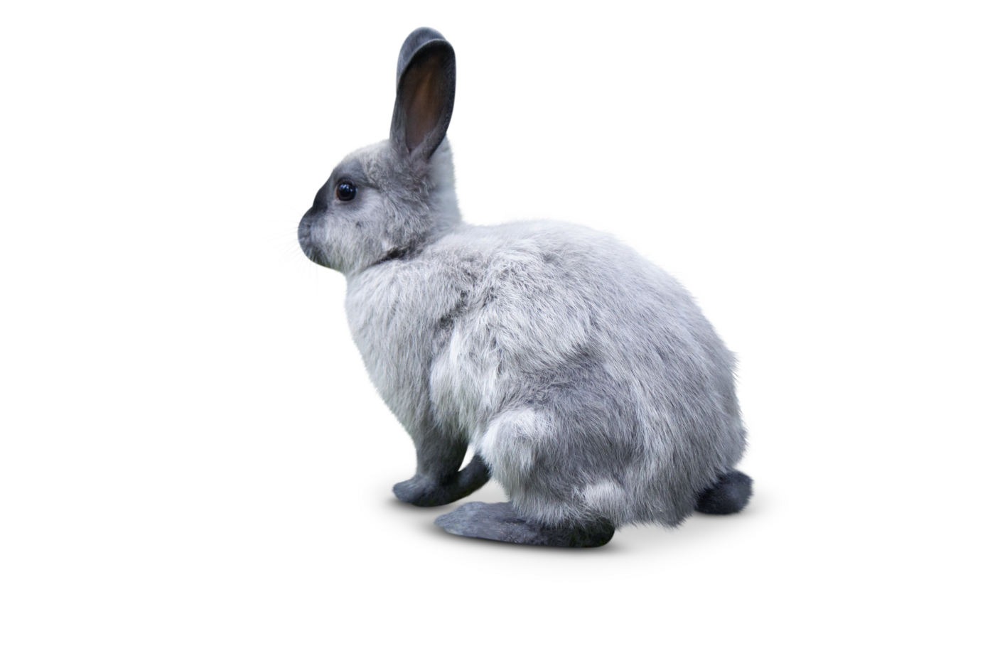 Sable Rabbit - Tierpark Hellabrunn