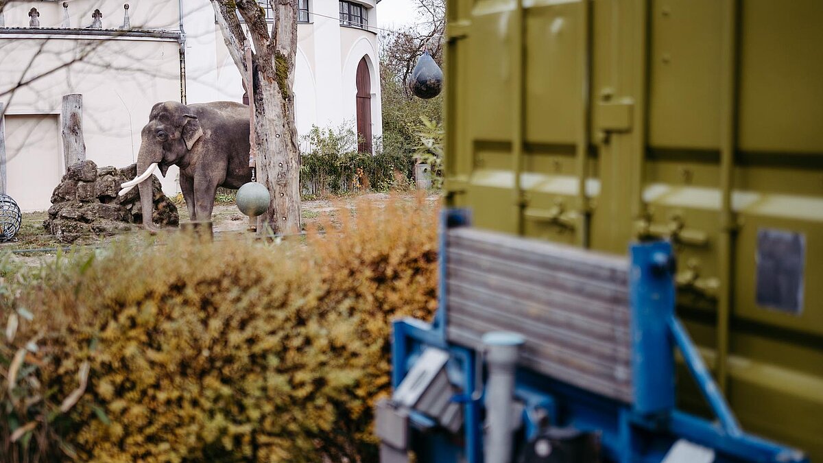 Farewell Panang! Female elephant arrives safely at Zurich Zoo ...