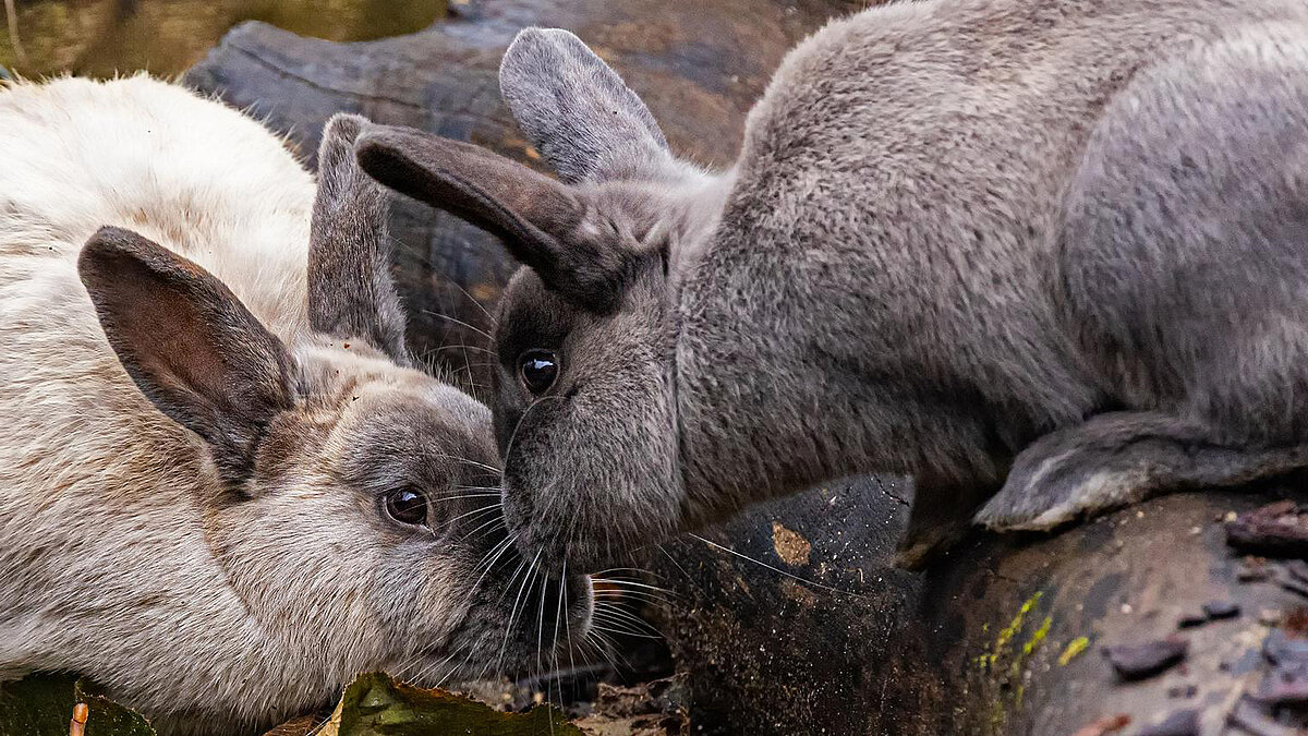 Hellabrunn für Verliebte - Tierpark Hellabrunn