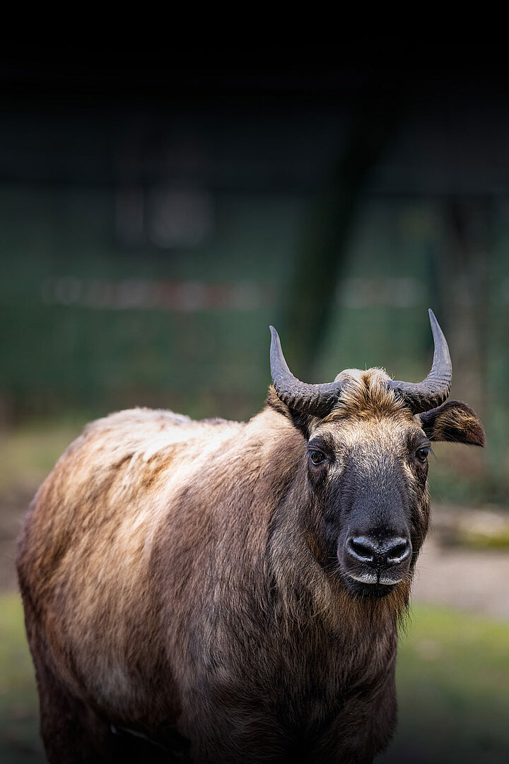 Tierparkplan - Tierpark Hellabrunn