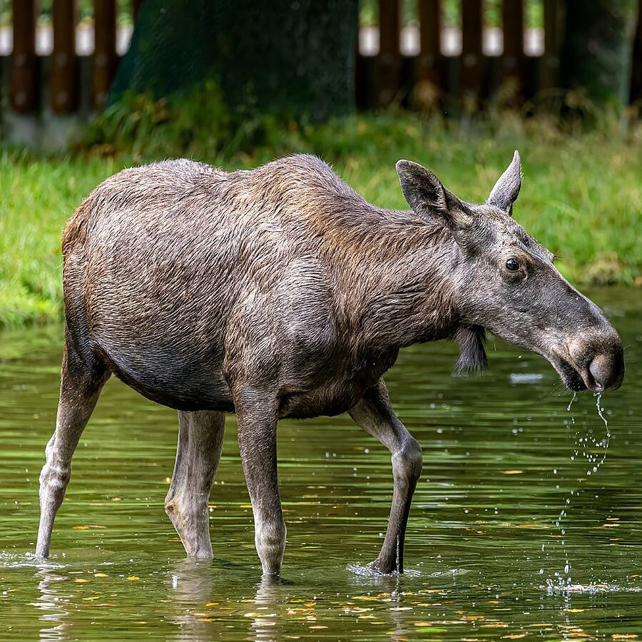 European elk - Tierpark Hellabrunn