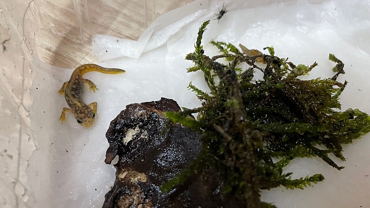 Breeding success for alpine newts at Hellabrunn Zoo - Tierpark Hellabrunn