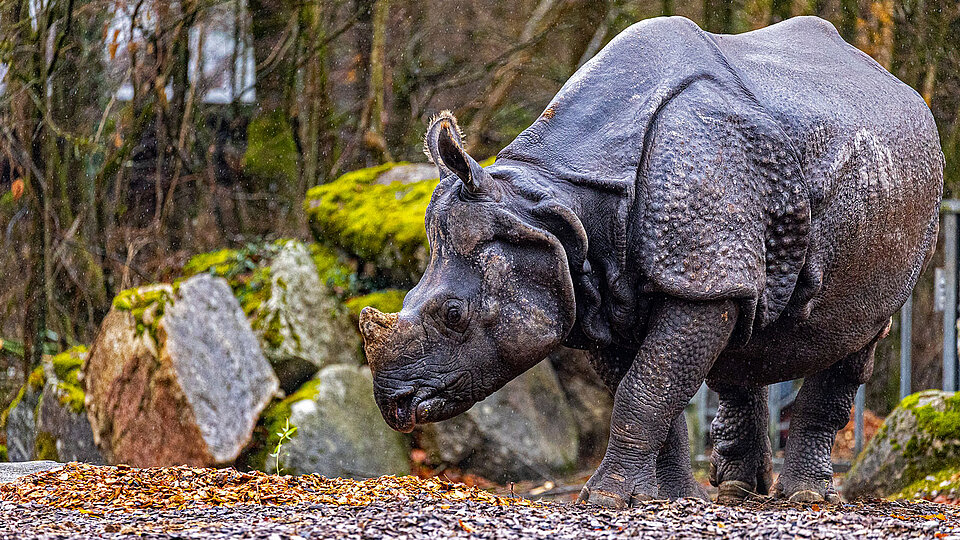 Homepage - Tierpark Hellabrunn